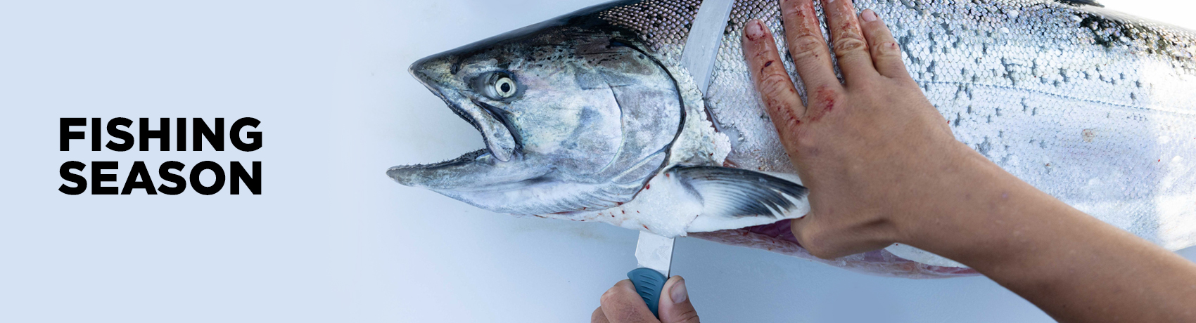 Sharp Edge Sharpedge Homepage